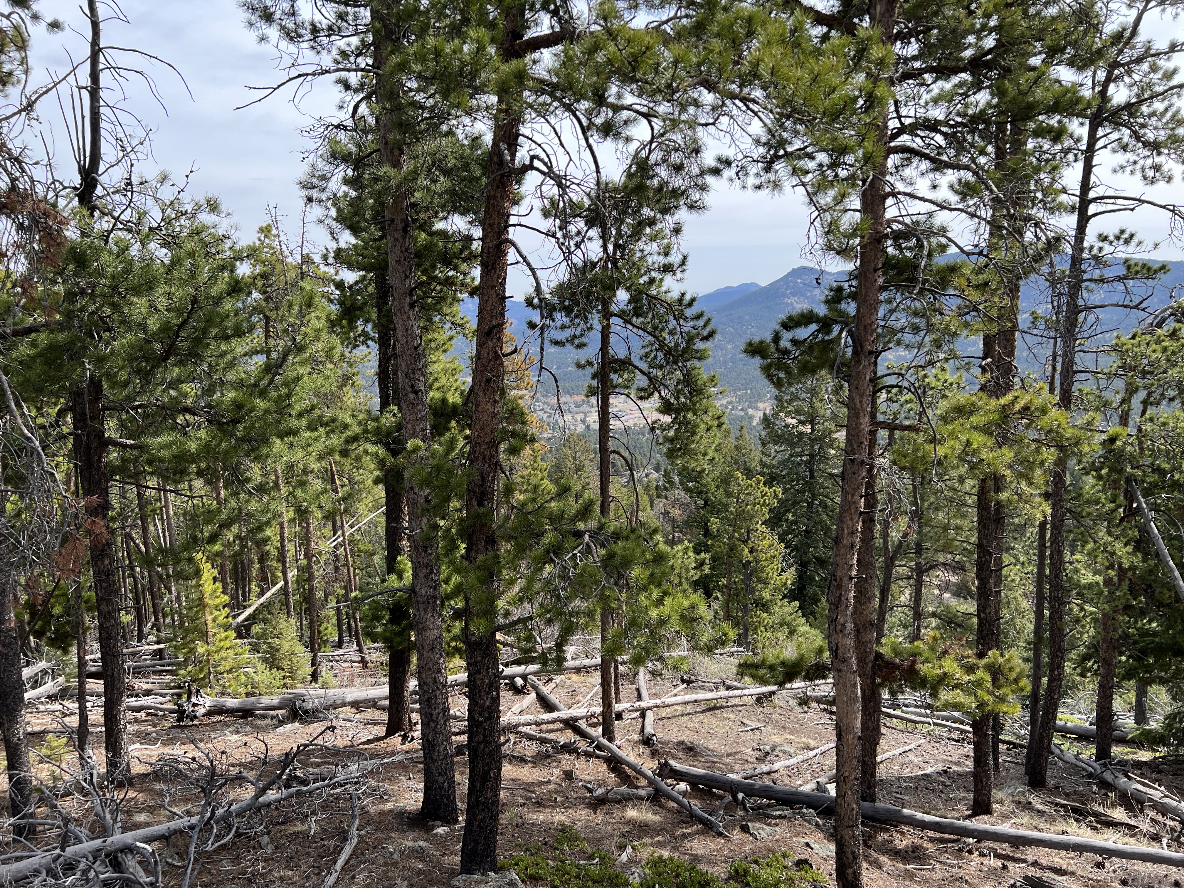 Evergreen Mountain Trail – Evergreen, CO – Really Good Hiking